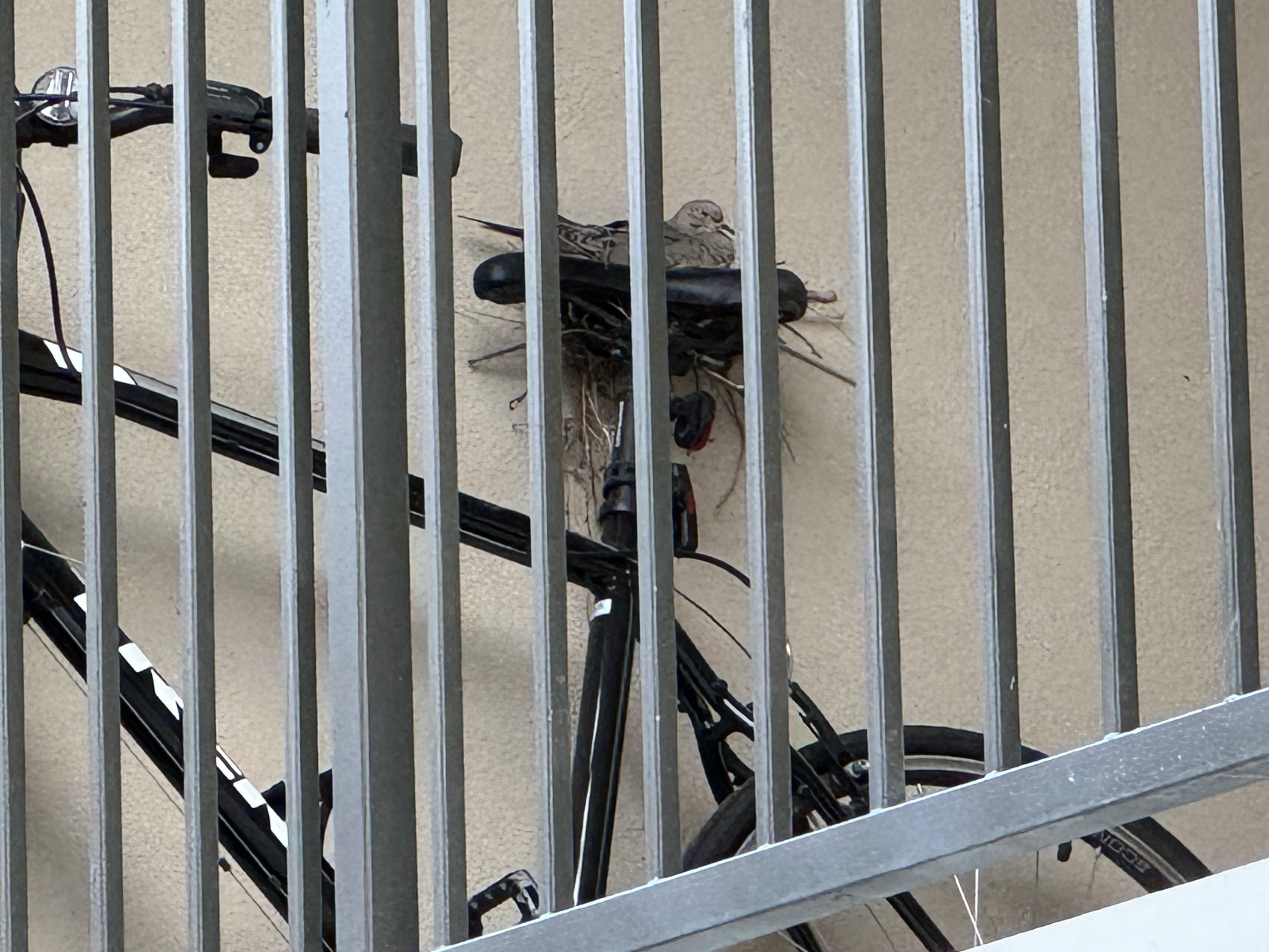 Precarious Perch | Shining Spirit